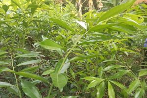 Cóculos (Cocculus laurifolius) - Cafe Cundinamarca